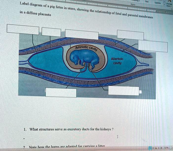 SOLVED: Label diagram of a pig fetus utero showing diffuse the ...