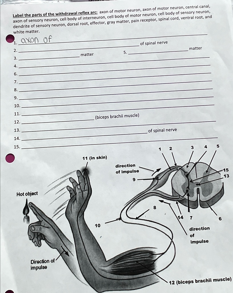label the parts of the withdrawal reflex arc axon of motor neuron axon ...