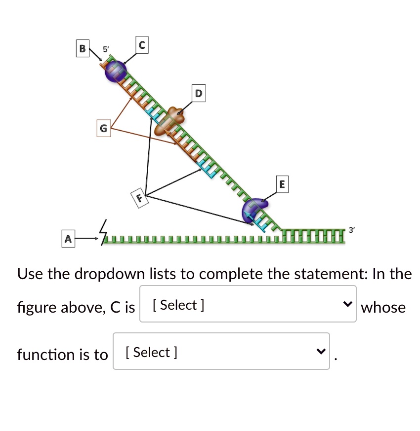 SOLVED: Use the dropdown lists to complete the statement: In the figure above; C is [ Select ...