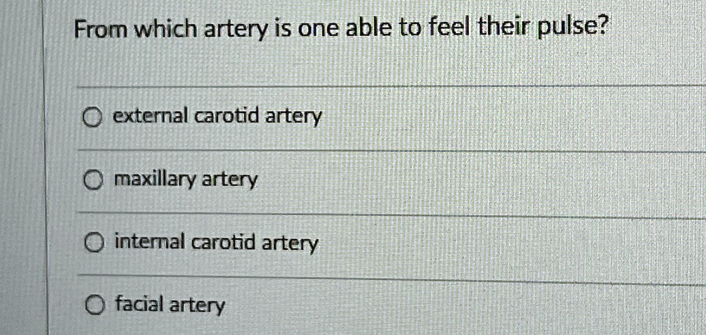 from which artery is one able to feel their pulse external carotid ...