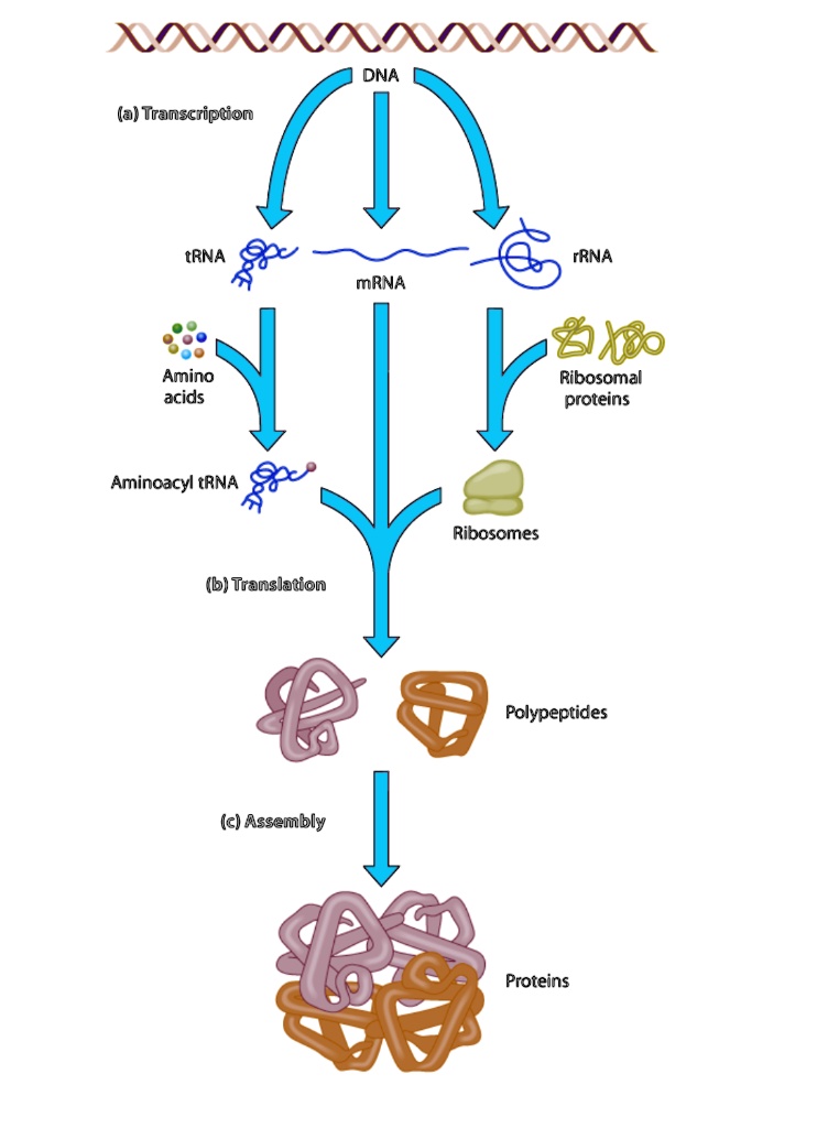 SOLVED: Text: DNA (a) Transcription tRNA tRNA mRNA axo Ribosomal ...