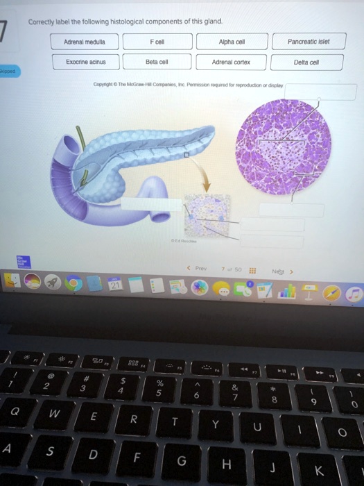SOLVED: Correctly label the following histological components of this gland. Adrenal medulla F ...