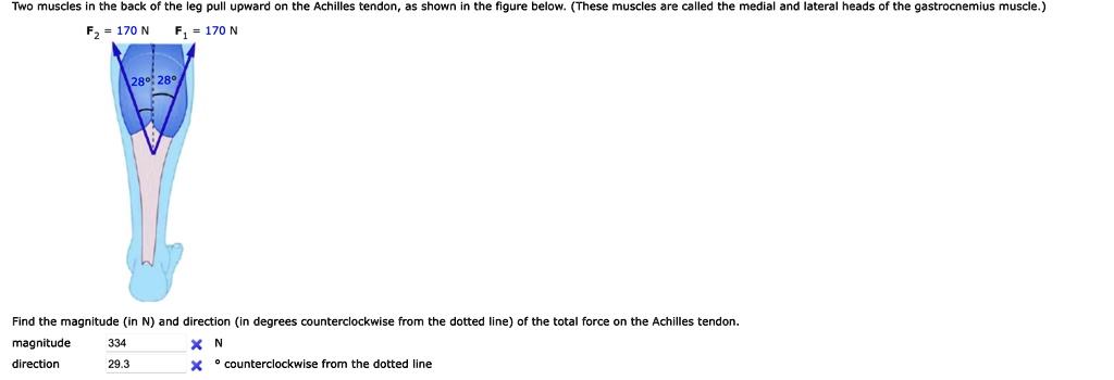 SOLVED: Two muscles in the back of the leg pull upward on the Achilles ...