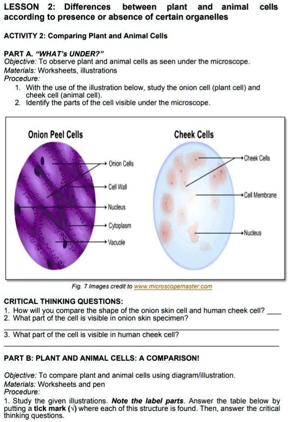 LESSON 2: Differences between plant and animal cells according to ...