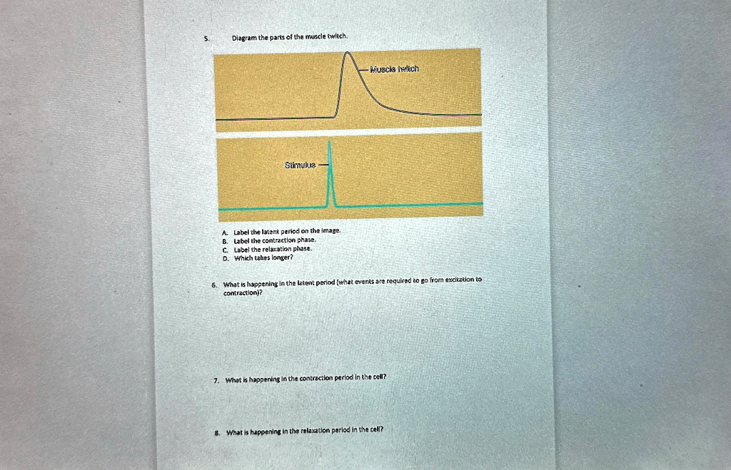 5. Diagram the parts of the muscle twitch. Wiuscle twitch Stimulus A ...
