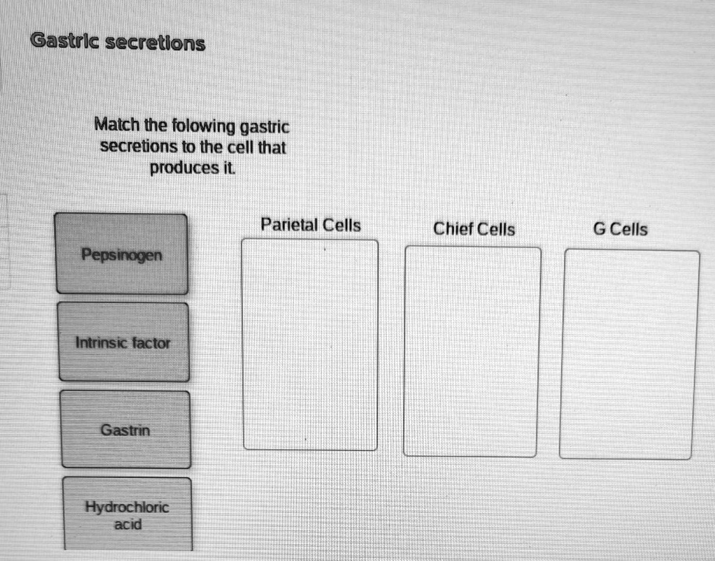 SOLVED: Gastric secretions Match the following gastric secretions to the cell that produces it ...