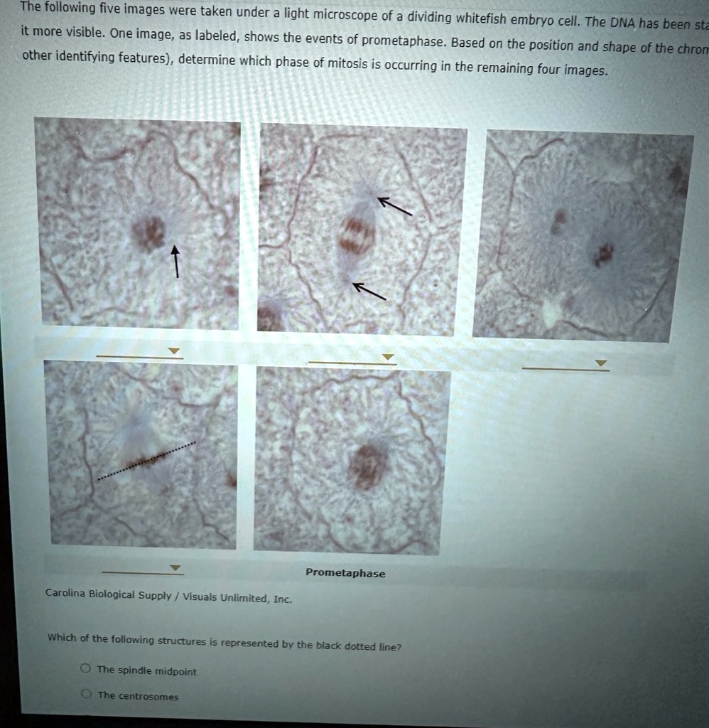 The following five images were taken under a light microscope of a ...