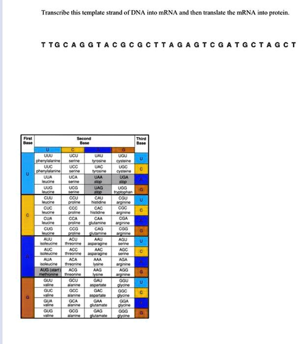 transcribe this lemplate strand of dna into mrna and then translate the mrna into protein tg c a ...