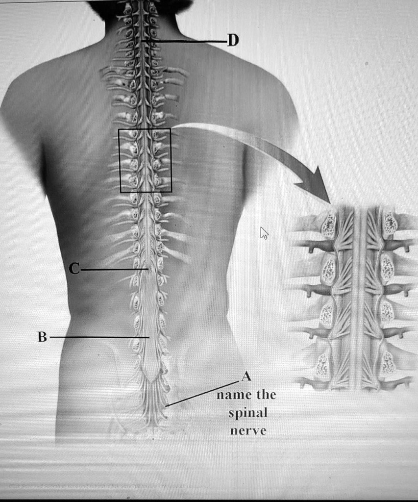 name the labeled structures on the picture of the external cold anatomy ...