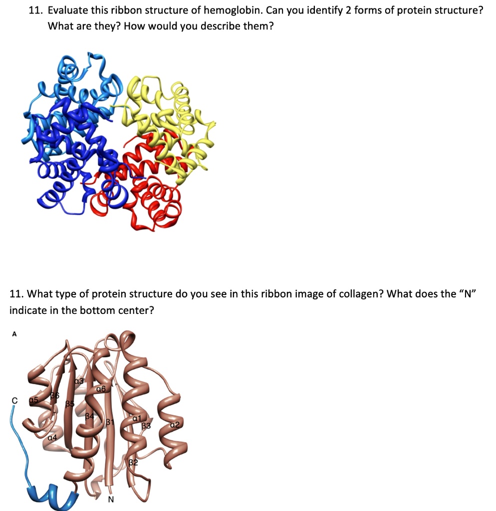 11 evaluate this ribbon structure of hemoglobin can you identify 2 ...