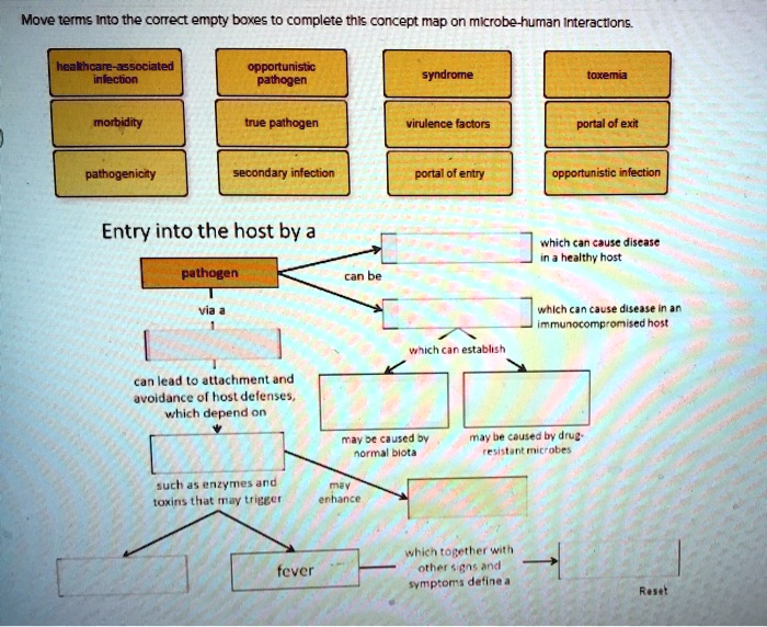 Move terms Into the correct empty boxes to complete this concept map on ...