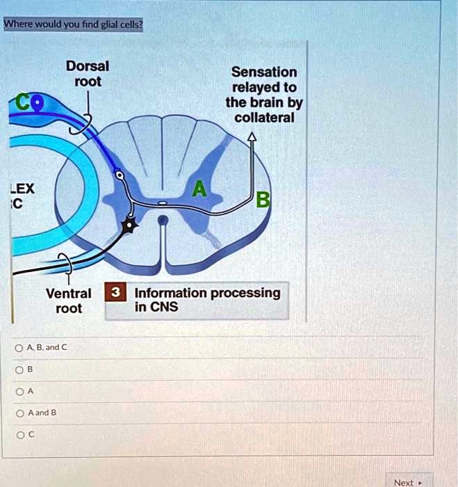SOLVED: Texts: Where would you find glial cells? Dorsal root Sensation ...