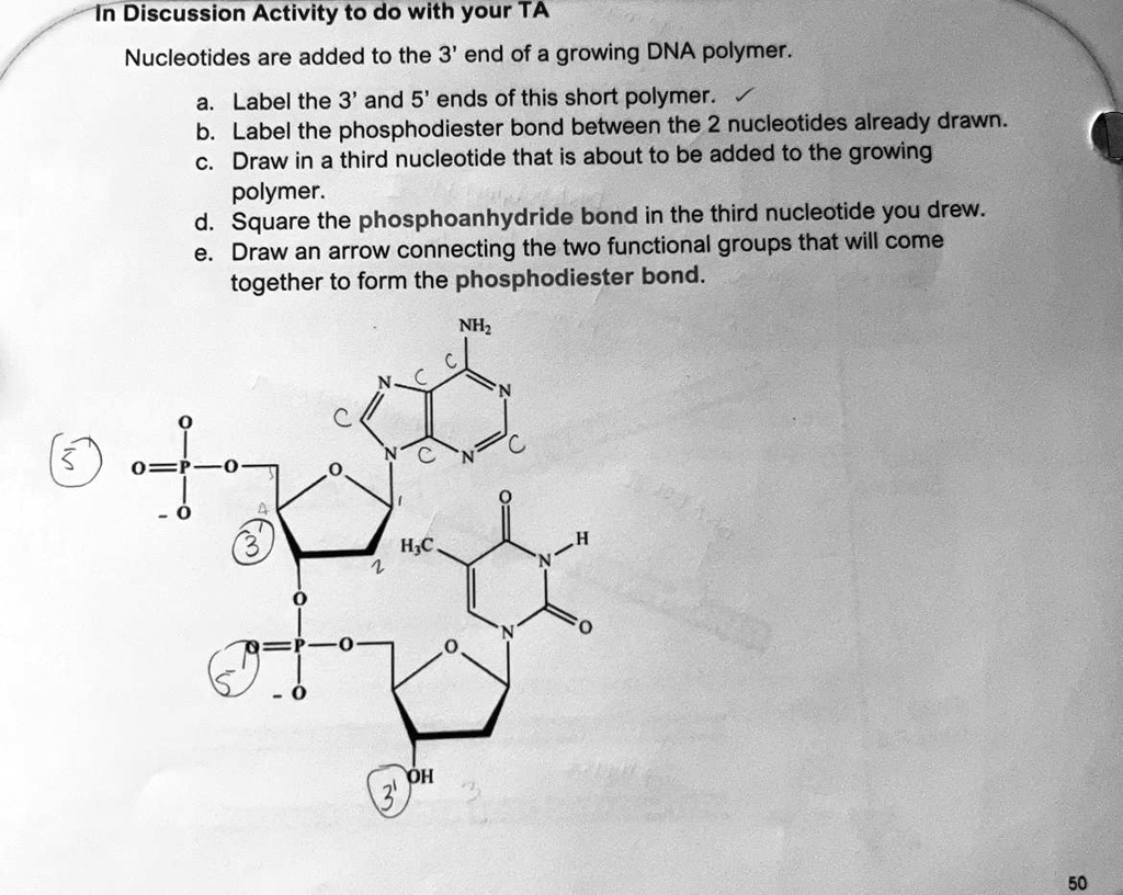 In Discussion Activity to do with your TA Nucleotides are added to the ...