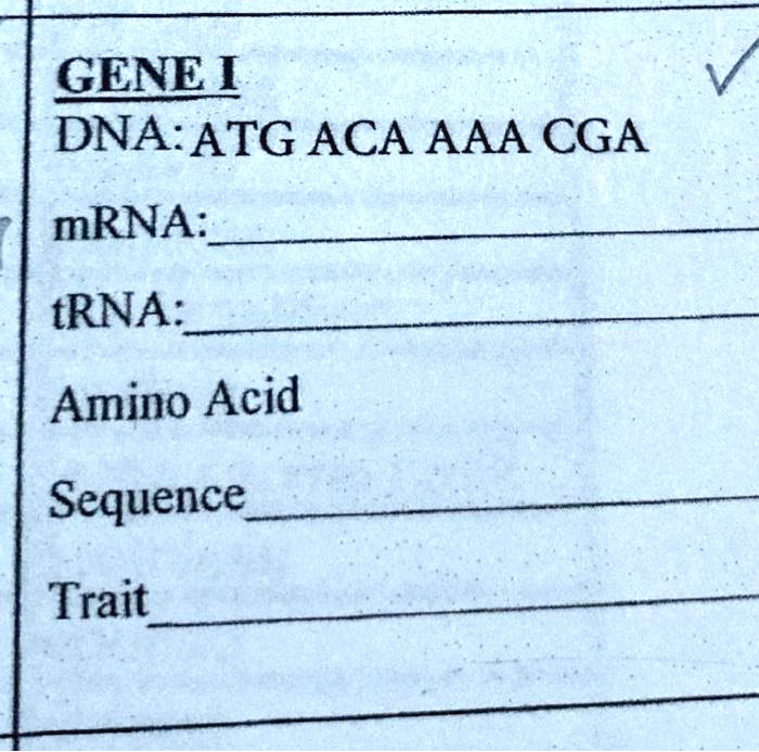 SOLVED: GENEL DNA:ATG ACA AAA CGA mRNA: tRNA: Amino Acid Sequence Trait