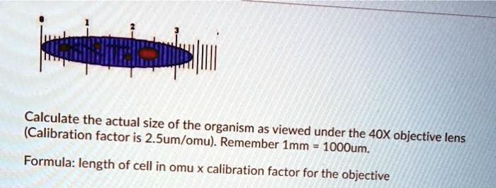 SOLVED: Galculate the actual size of the organism (Calibration factor ...