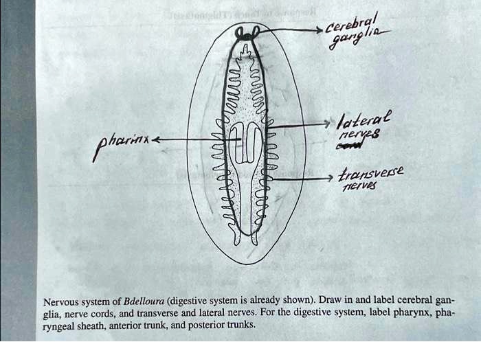 Nervous system of Bdelloura (digestive system is already shown). Draw ...