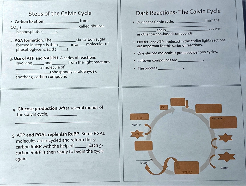 [GET ANSWER] Steps of the Calvin Cycle 1. Carbon fixation: CO2 is from ...