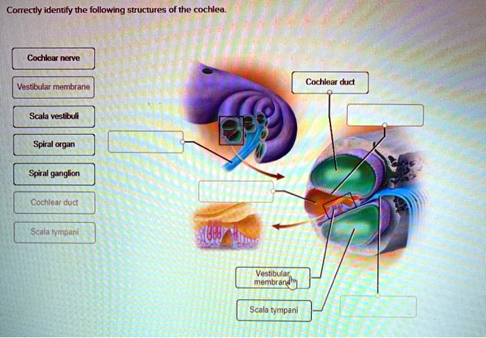 Correctly identify the following structures of the cochlea. Cochlear ...