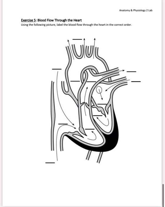 Anatomy Physiology 2 Lab Exercise 5: Blood Flow Through the Heart Using ...