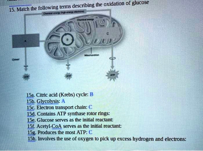 15. Match the following terms describing the oxidation of glucose ...