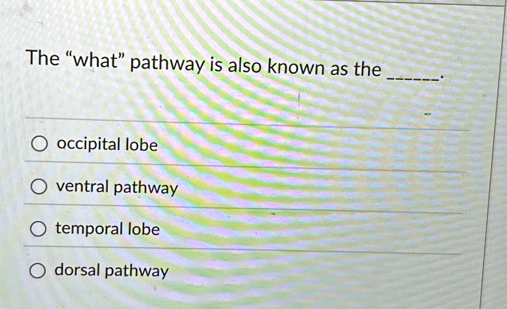 the what pathway is also known as the occipital lobe ventral pathway ...