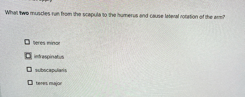 What two muscles run from the scapula to the humerus and cause lateral ...