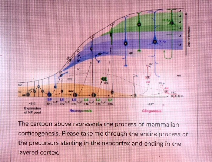 1842 12 PC IRGIC E10 SP E11 L6 L5 612 E14 E16 16 >E17 Expansion of NP ...