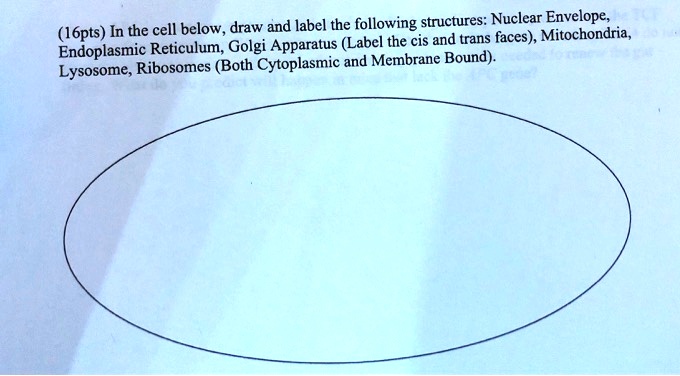 (16pts) In the cell below, draw and label the following structures ...