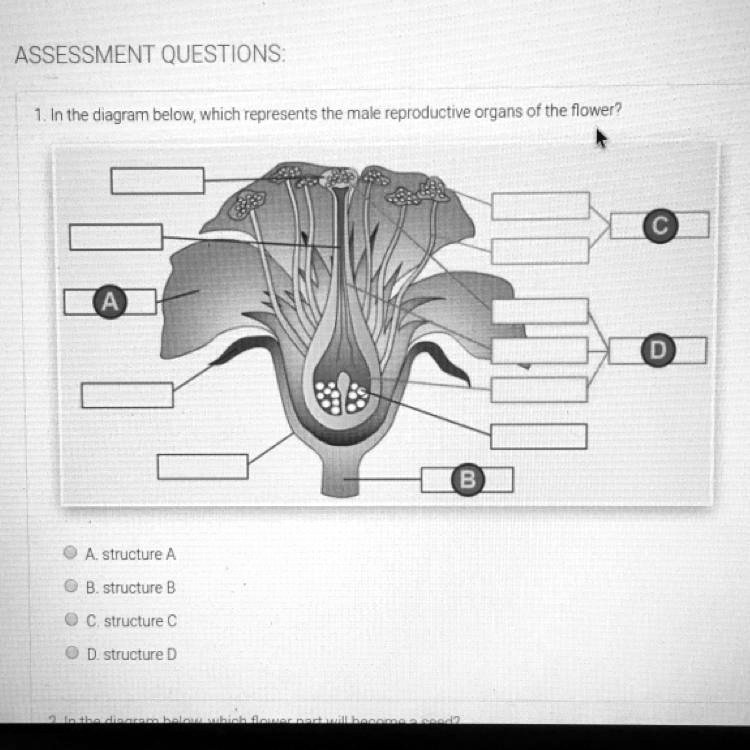 SOLVED: In the diagram below, which represents the male reproductive ...