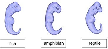 the image shows embryos of three different animal species which two ...