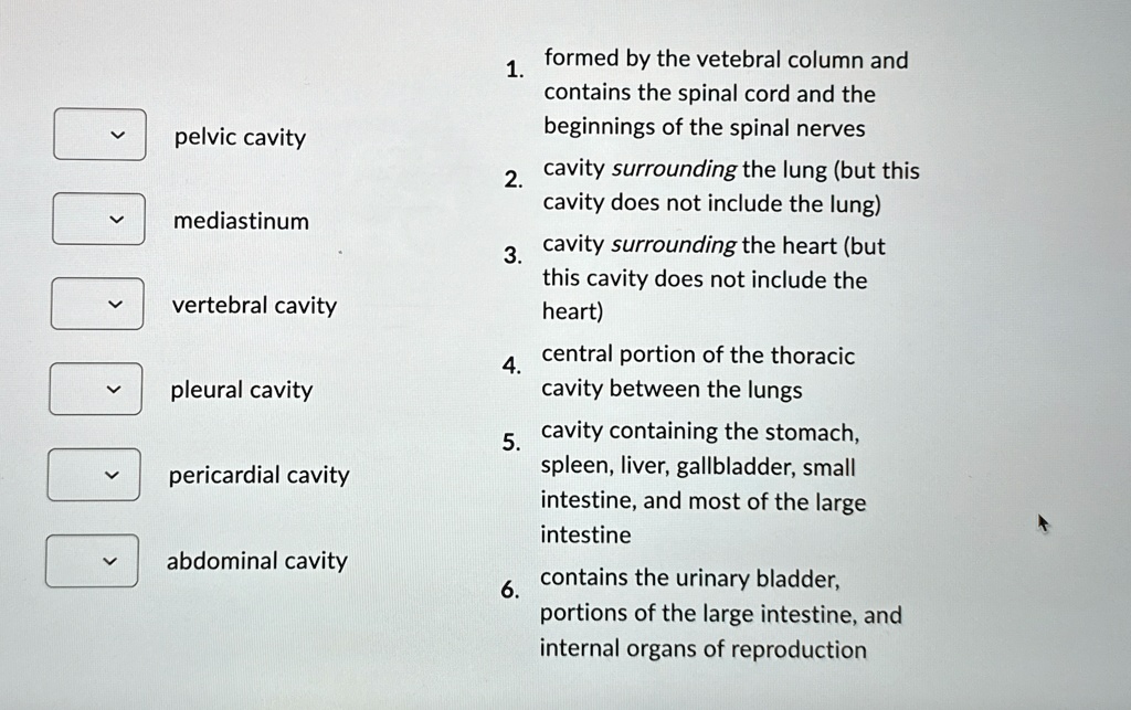 pelvic cavity mediastinum vertebral cavity pleural cavity pericardial ...