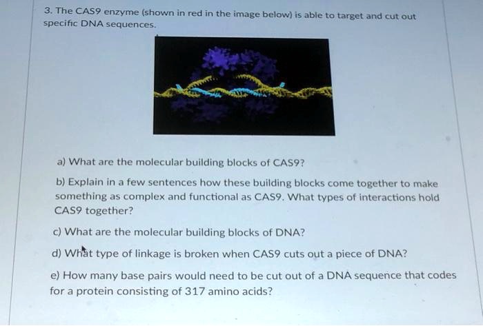 SOLVED: 3 The CAS? enzyme (shown in red in the image below) is able to ...