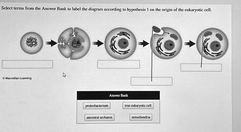 Select terms from the Answer Bank to label the diagram according to ...