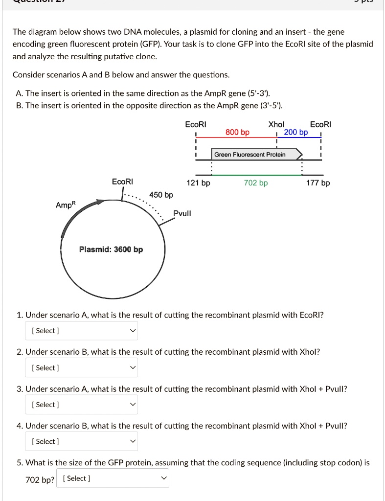 The diagram below shows two DNA molecules, a plasmid for...