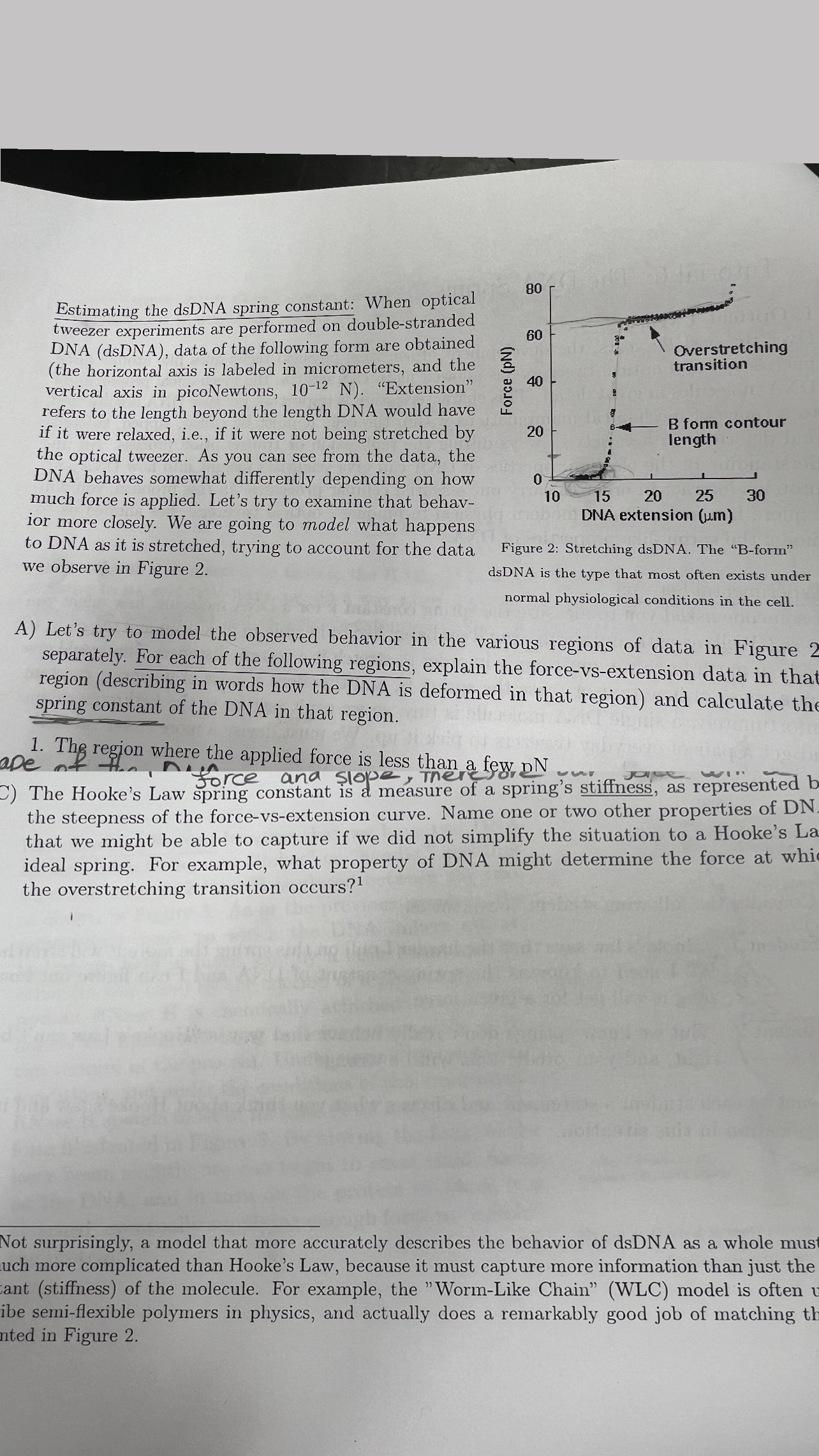 Estimating the dsDNA spring constant: When optical tweezer experiments ...