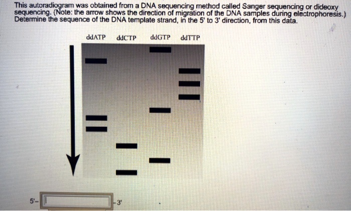 This autoradiogram was obtained from a DNA sequencing method called ...
