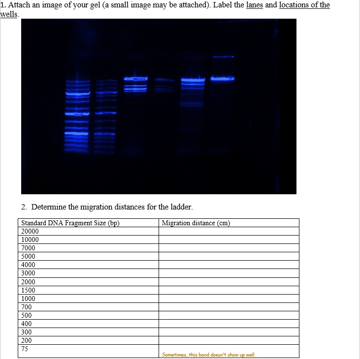 SOLVED: Attach an image of your gel (a small image may be attached ...