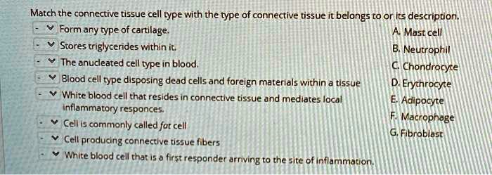 Match the connective tissue cell type with the type of connective ...