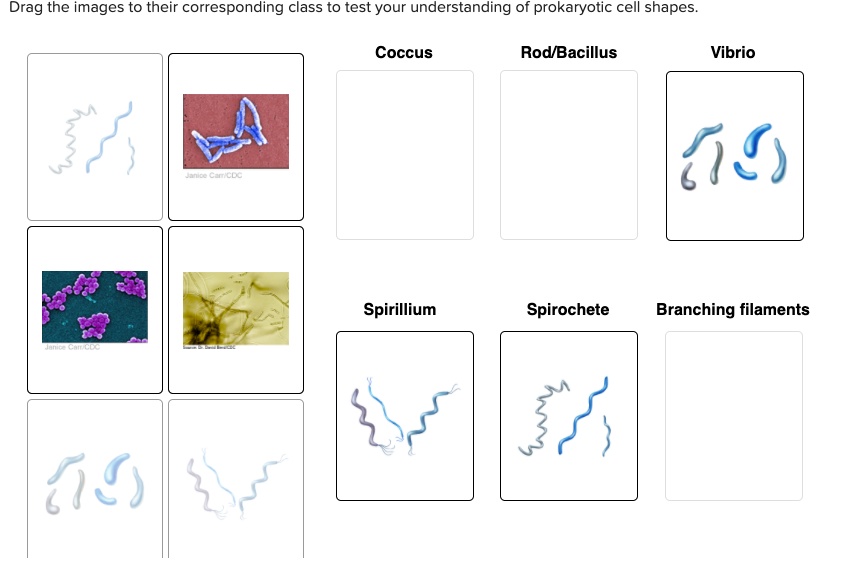 drag the images to their corresponding class to test your understanding ...