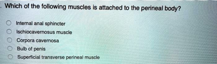 which of the following muscles is attached to the perineal body ...