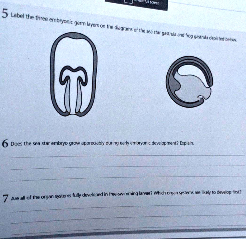 clull iscreen 5 label the three embryonic germ layers on the diagrams ...