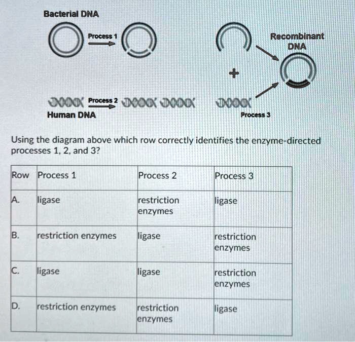 Bacterial DNA Process Recombinant DNA Ud' Process? NDDC 3D' Human DNA ...