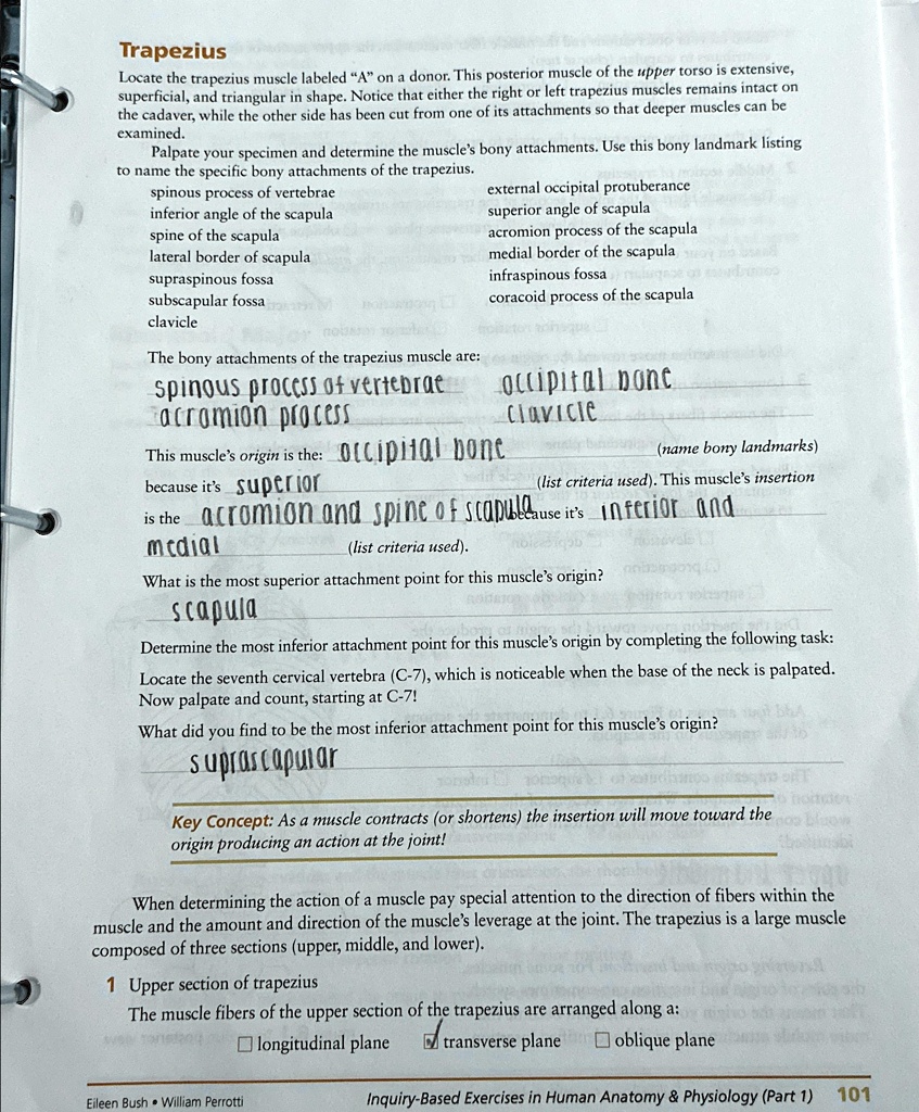 Trapezius Locate the trapezius muscle labeled "A" on a donor. This ...