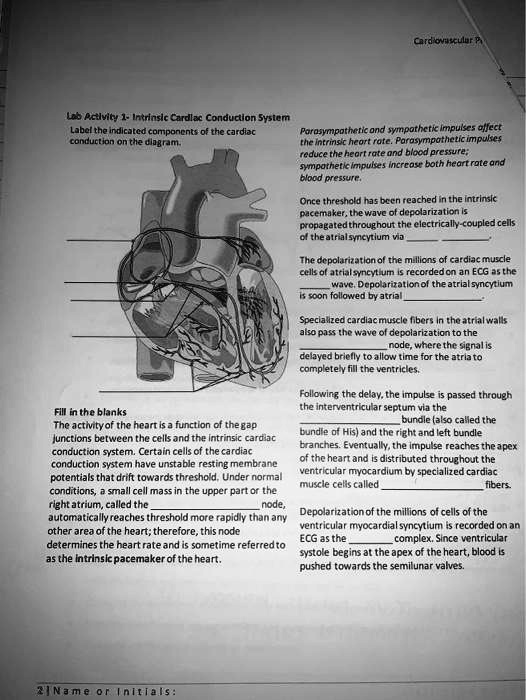 cardiovascularp lab pctivity 1 intrinsic cardlac conduction system ...