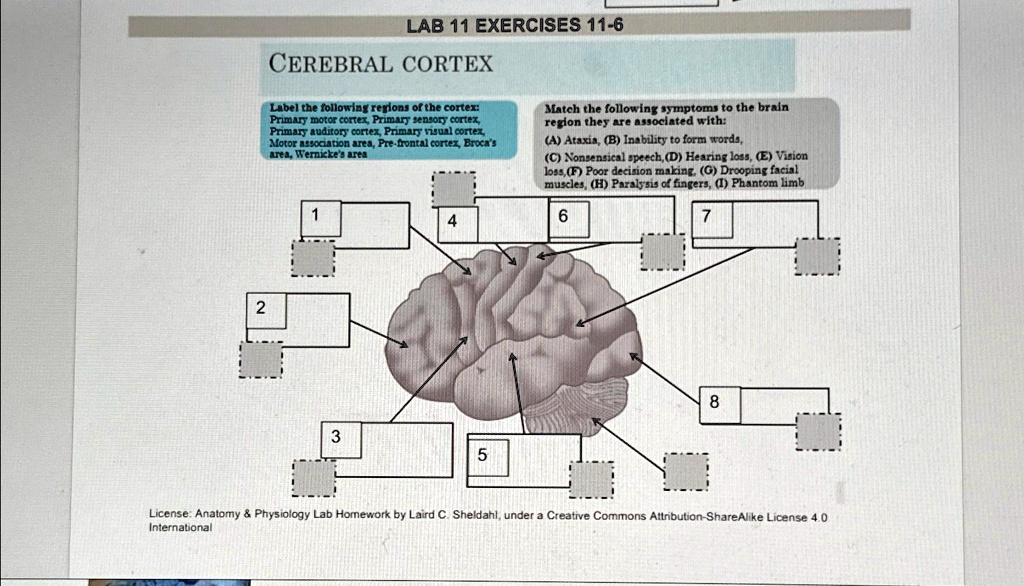 SOLVED: Lab 11 Exercises 11-6 Cerebral Cortex Label the following ...