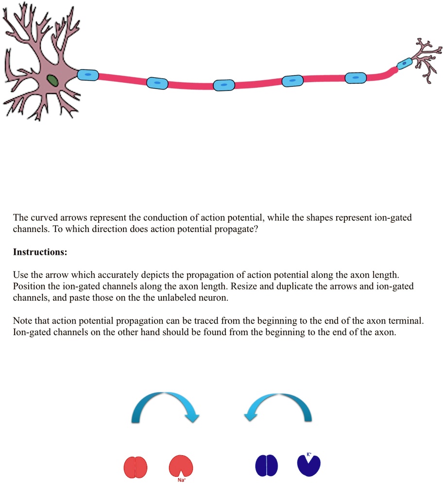 SOLVED: The curved arrows represent the conduction of action potential ...