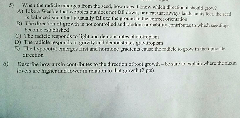SOLVED: When the radicle emerges from the seed, how does it know which ...