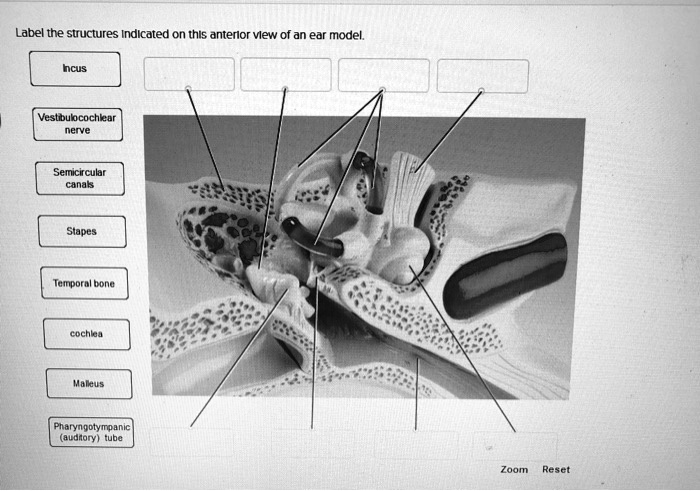 Label the structures indicated on this anterior view of an ear model ...