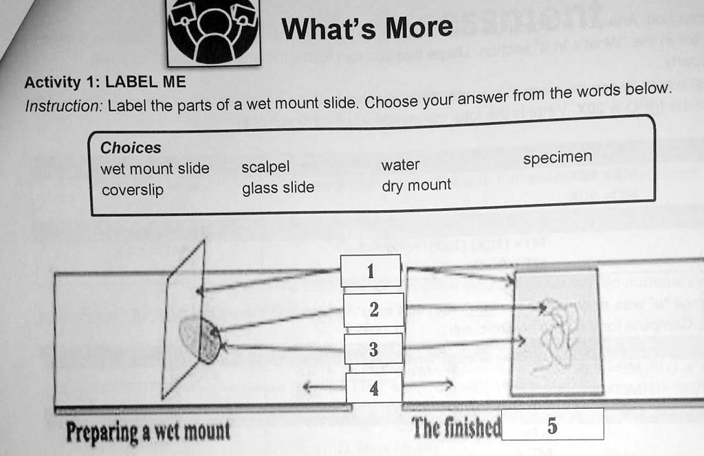 SOLVED: What's More Activity 1: LABEL ME Instruction: Label the parts of a wet mount slide ...