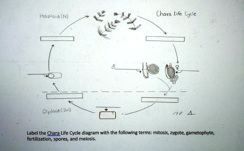 SOLVED: Hoploid (N) Chara Life Cycle Diploid ( 2r) Label the Chara Life ...